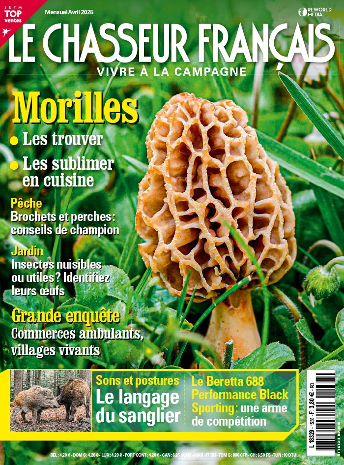 Espèce exotique envahissante : zoom sur la raton laveur - Le chasseur ... Espèce exotique envahissante : zoom sur la raton laveur - Le chasseur ...